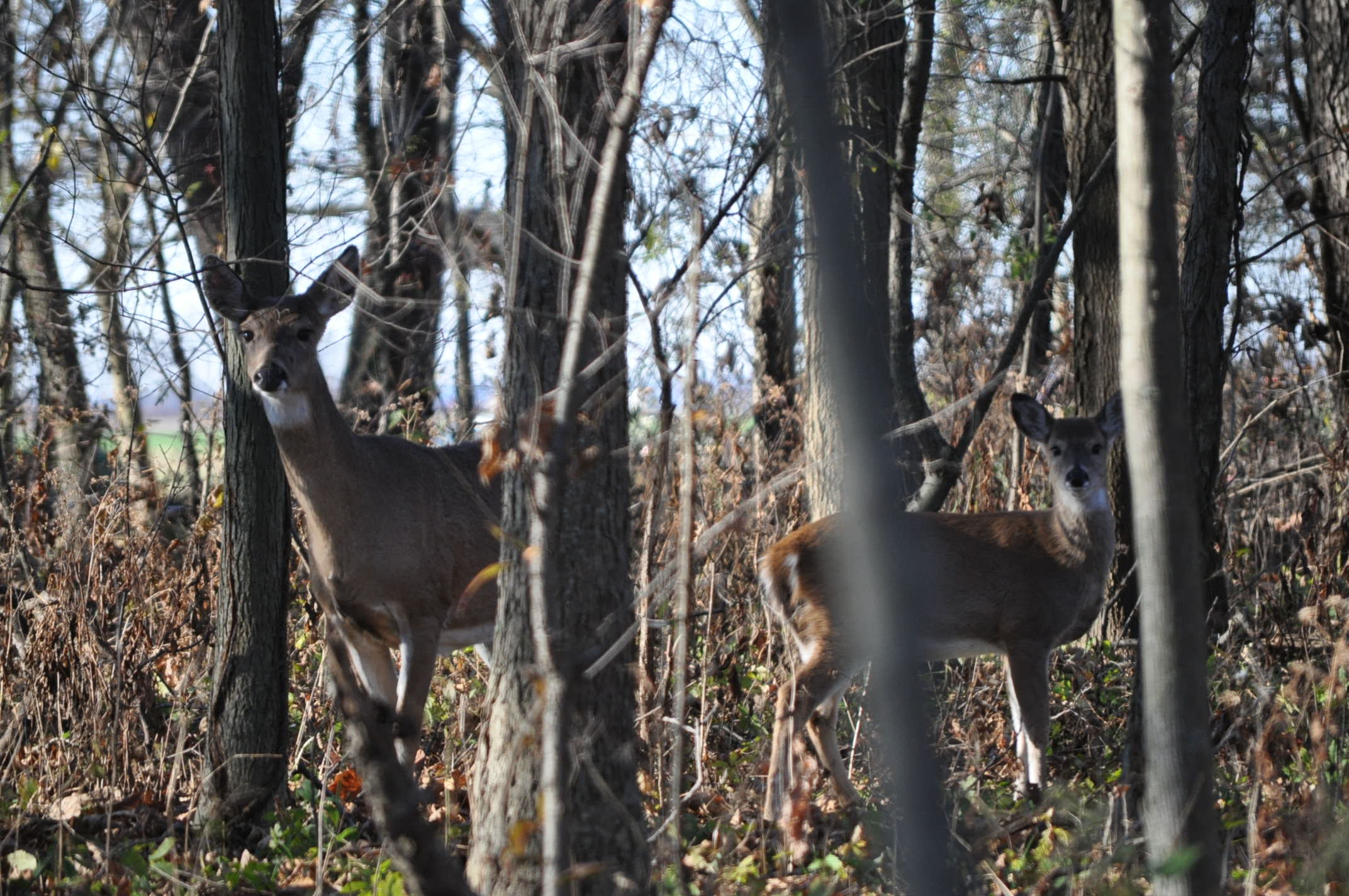 How to be a better hunter RIGHT NOW
